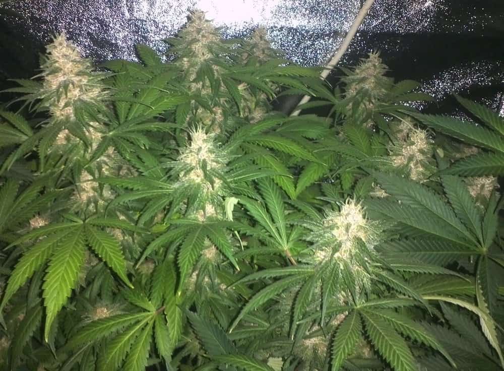 20 Of The Funniest Marijuana Names On The Market Page 3 Of 5 20-of-the-funniest-marijuana-names-on-the-market-page-3-of-5