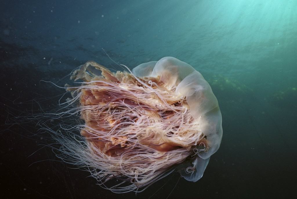 10 Interesting Facts You Probably Don't Know About Jellyfish - Page 3 of 5 10 Interesting Facts You Probably Don't Know About Jellyfish - Page 3 of 5