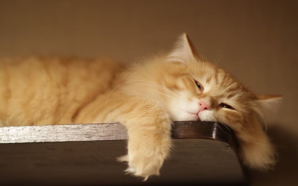 20 Lazy Cats That Will Make You LOL Page 2 Of 5 20 Lazy Cats That Will Make You LOL Page 2 Of 5