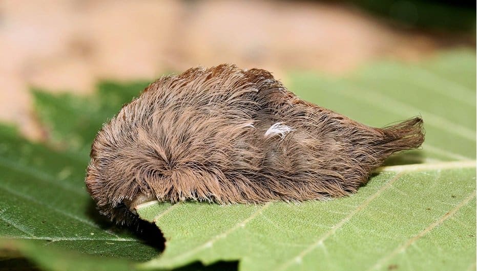 10 Of The Most Dangerous Insects In The World 10-of-the-most-dangerous-insects-in-the-world