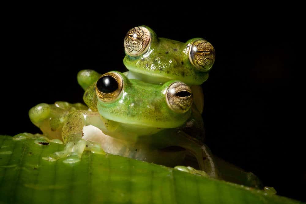 10 Of The Most Bizarre Frogs You'll Ever See 10 Of The Most Bizarre Frogs You'll Ever See