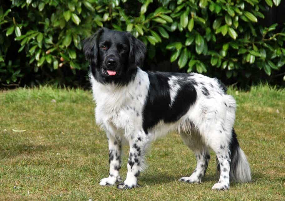 10 Of The Rarest Dog Breeds In The World 10-of-the-rarest-dog-breeds-in-the-world