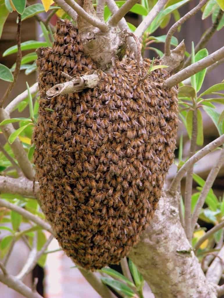 10 Shocking Ways Insects Have Been Used In Warfare 10 Shocking Ways Insects Have Been Used In Warfare