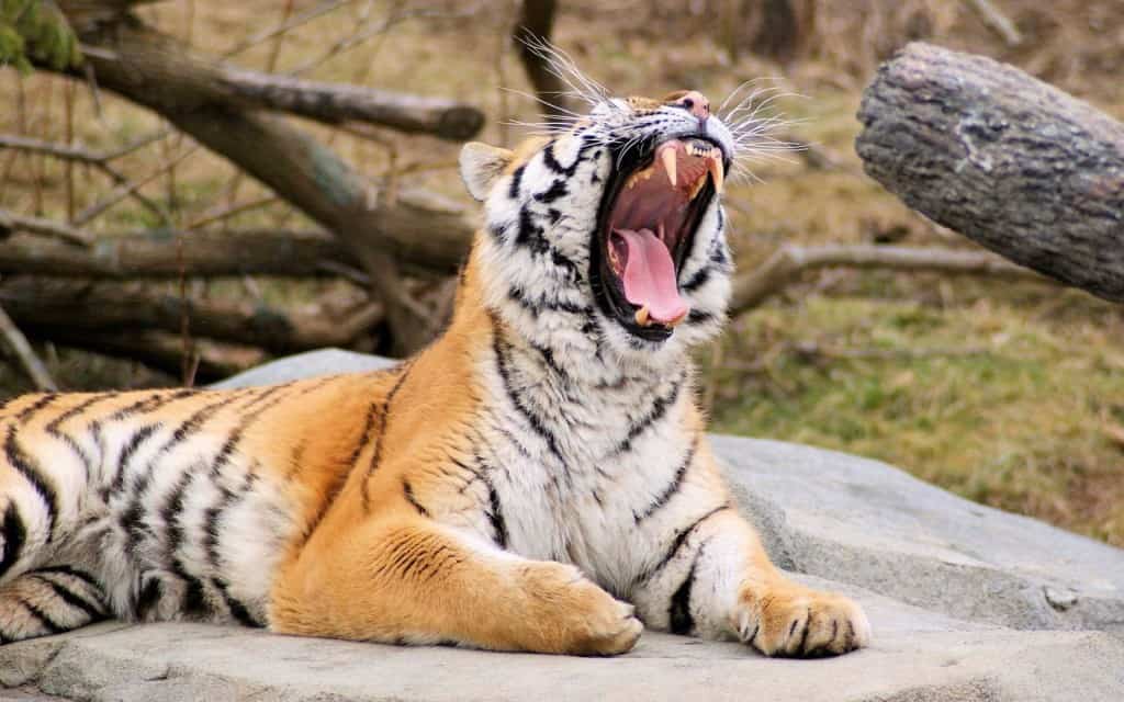 10 Crazy Facts You Didn't Know About Tigers - Page 5 of 5 10 Crazy Facts You Didn't Know About Tigers - Page 5 of 5
