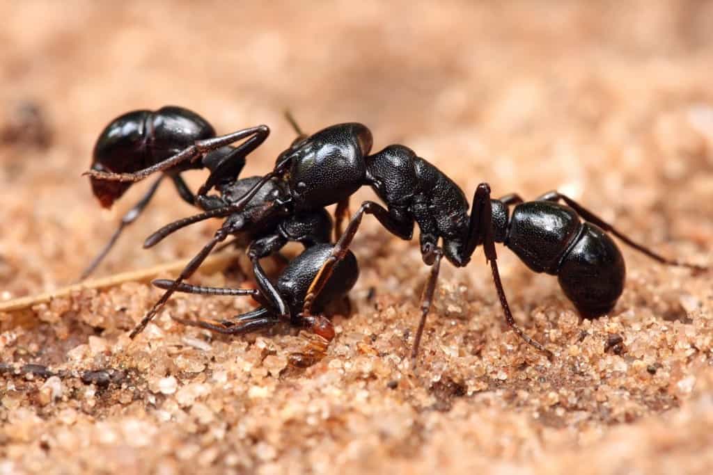 10 Crazy Facts You Never Knew About Ants - Page 2 of 5 10 Crazy Facts You Never Knew About Ants - Page 2 of 5