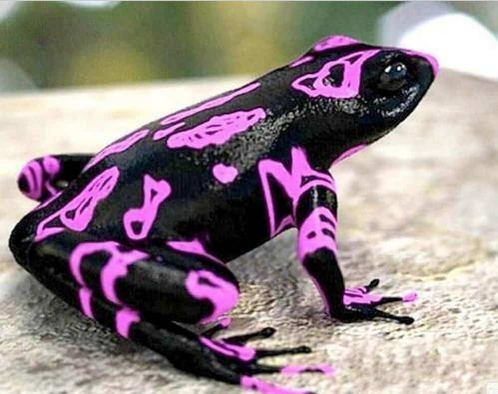 10 Strange Creatures You Never Knew Existed