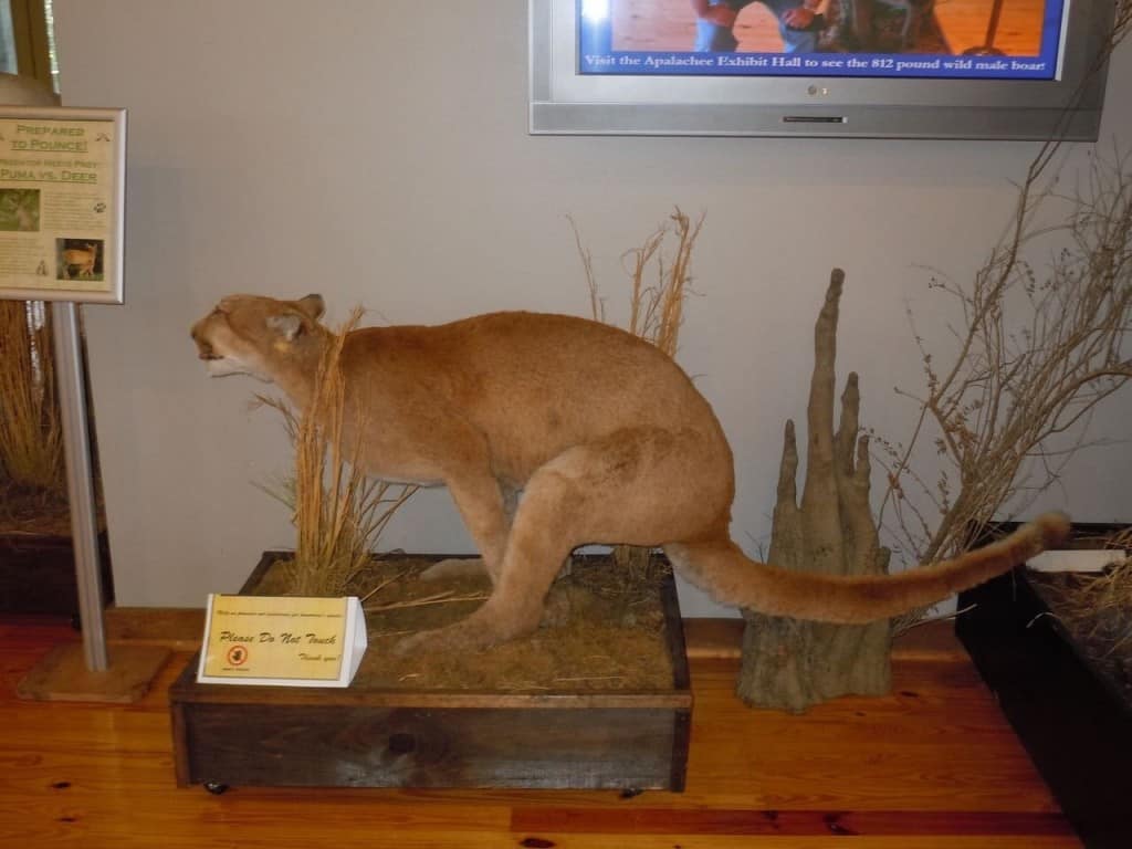 20 Of The Worst Taxidermy Animals Ever Created