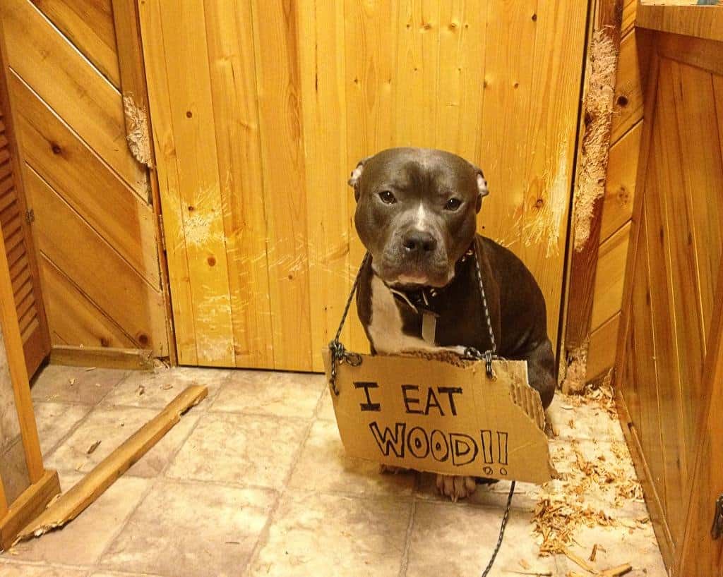 20 Of The Most Hilarious Dog Shaming Signs - Page 4 of 5