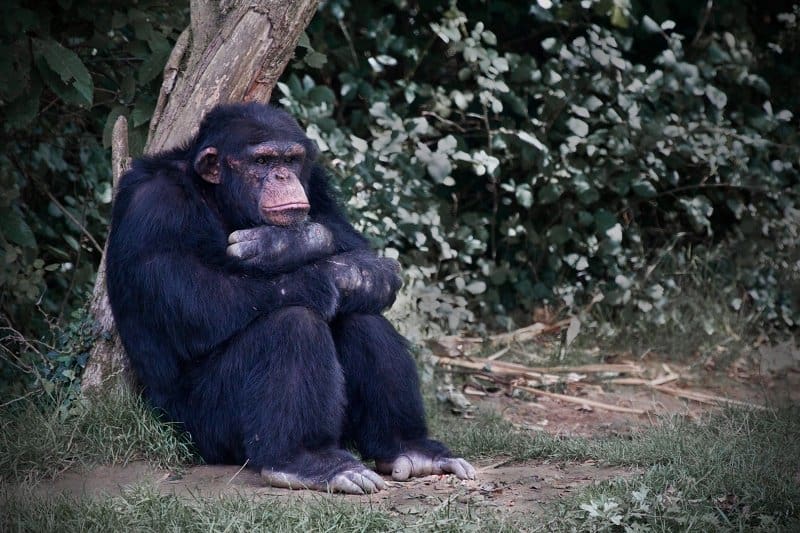 10 Of The Grumpiest Animals Of All Time - Page 2 of 5